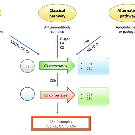 Activation And Regulation Of The Complement System Activation Occurs Download Scientific