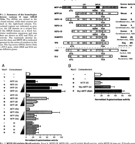 Figure 1 From A Splice Variant Of The Itf 2 Transcript Encodes A