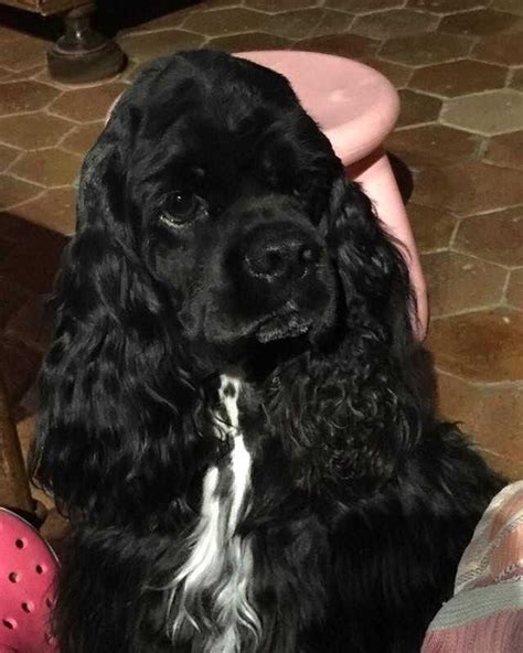 Cocker Spaniel On Instagram “tag Some Friend ⤵️ Tag Some Friend ⤵️