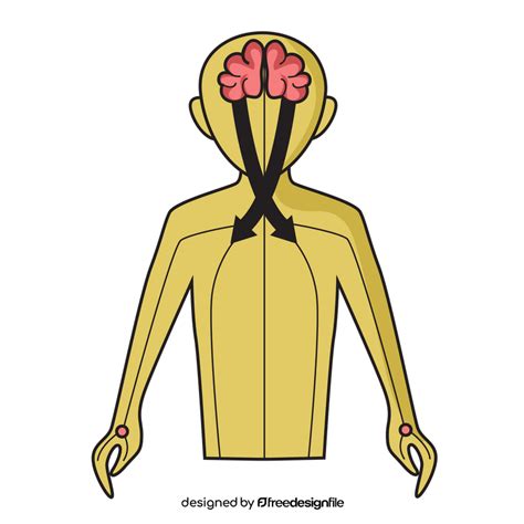 Brain Motor Cortex Clipart Free Download