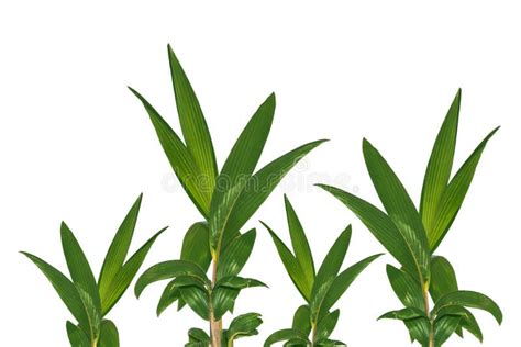 Coco Pequeno Foto De Stock Imagem De Bonito Floresta 234462080