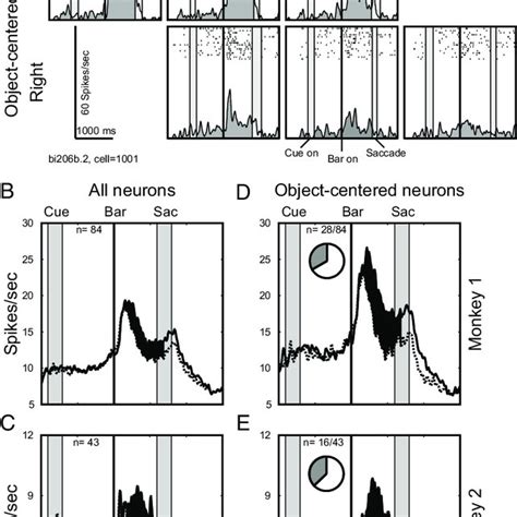 Sef Neurons Continued To Exhibit Enhanced Objectcentered Spatial