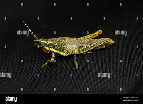 Folded Legs Lateral Of Juvenile Aak Grasshopper Poekilocerus Pictus