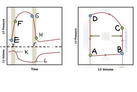 Pressure Volume Loop Diagram Quizlet