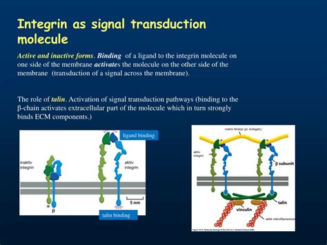 Ppt Cell Adhesion And Junctional Structures In Epithelial Cells Powerpoint Presentation Id