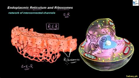 Endoplasmic Reticulum Er Ribosomes Sabaqpk Youtube