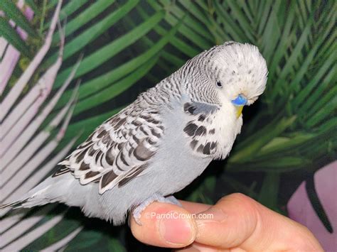 Grey English Budgies Budgerigar