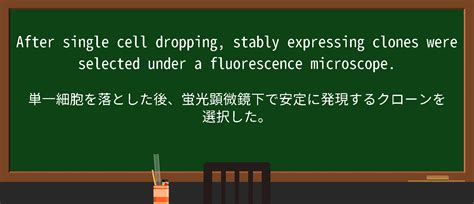 【英単語】fluorescence Microscopeを徹底解説！意味、使い方、例文、読み方 おもしろい英文法