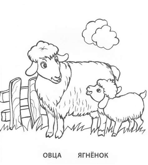 Овца