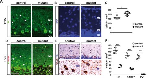 Neurod2 Controls Inhibitory Circuit Formation In The Molecular Layer Of