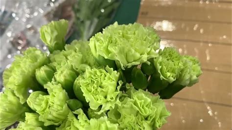 그린 스프레이 생화 꽃집 꽃집창업 꽃값 온라인꽃시장 온라인꽃도매 인터넷꽃시장 인터넷꽃도매 서울꽃시장 꽃농장 꽃배송 생화배송 생화도매 생화택배 꽃배달 생화배달 생화주문 생화