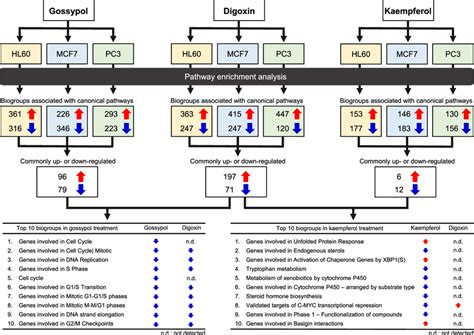Validation Of Biogroups Associated With Canonical Pathways Of Digoxin Download Scientific
