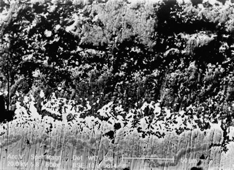 Sem Bse Micrograph Of A Cross Section Of The Fe Cr Sn Alloy