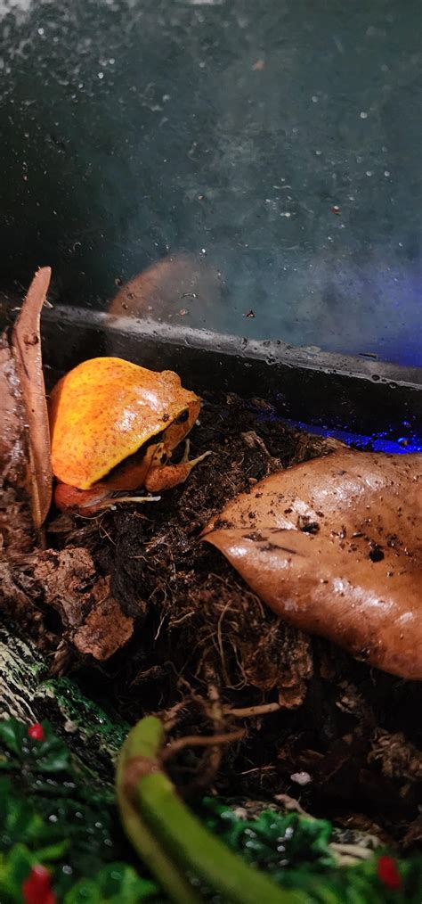 Can Anyone Tell Me The Sex Of My Frogs Rfrogs