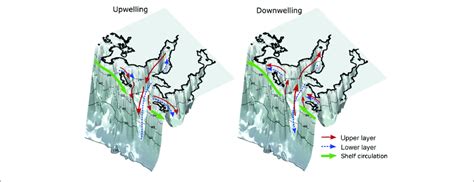 Scheme Of The Circulation Patterns Under Upwelling And Downwelling Download Scientific