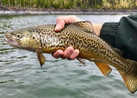 The 14 Types Of Trout Species