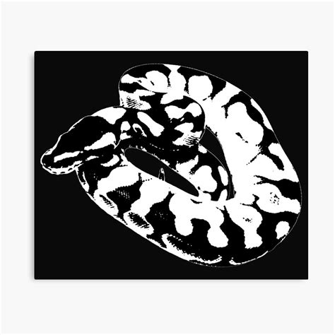Ball Python Clipart Black And White