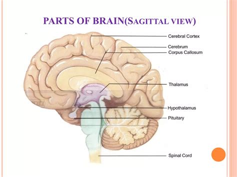Structure And Functions Of Cerebrum PPTX Brain And Nervous System Disorders Diseases And