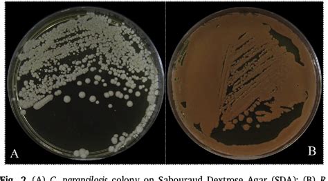 Rhodotorula Mucilaginosa