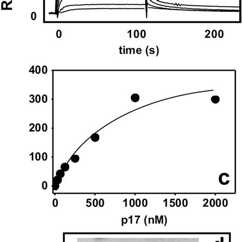 Spontaneous P17 Oligomerization A Sensorgrams Showing The Binding Of