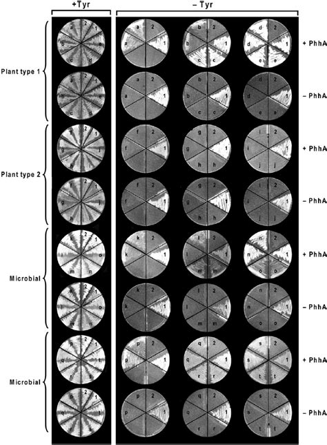 Assay Of Pcd Activity By Functional Complementation In E Coli A Tyr Download Scientific