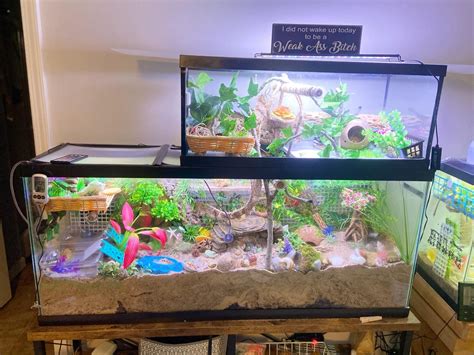 Hermit Crab Habitat Setup And Basic Needs Artofit