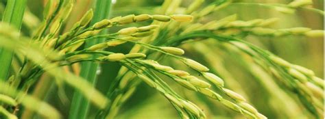 Crispr In Agriculture 2024 In Review Innovative Genomics Institute Igi