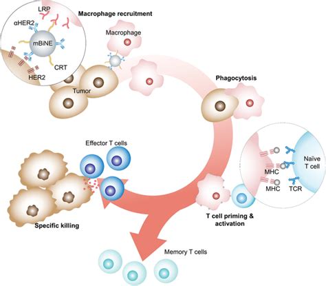 Multivalent Bispecific Nanobioconjugate Mbine Stimulates Targeted