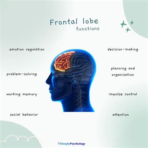 Parts Of The Frontal Lobe