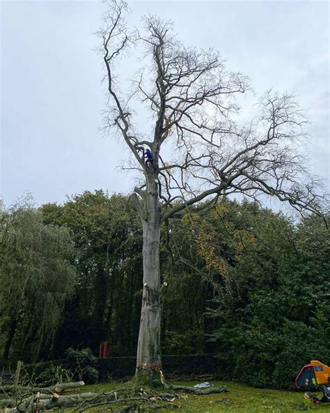 Tree Preservation Orders And Conservation Services Mansfield