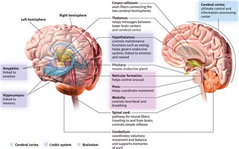Brain Stem Function Psychology HannarilMartinez
