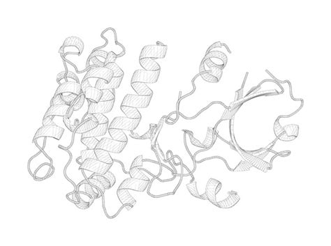 Calmodulin Dependent Over 16 Royalty Free Licensable Stock