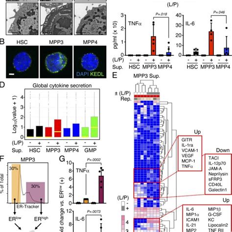 Molecular Characterization Of Mpp3 Subsets A Principal Component Download Scientific Diagram