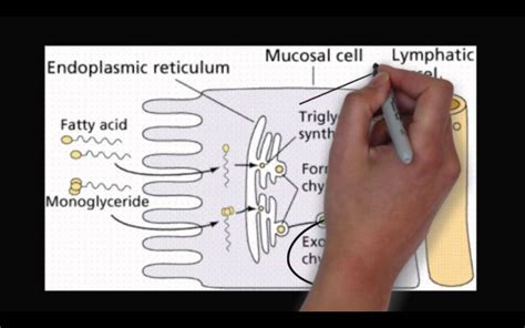The Digestion And Absorption Of Lipids YouTube