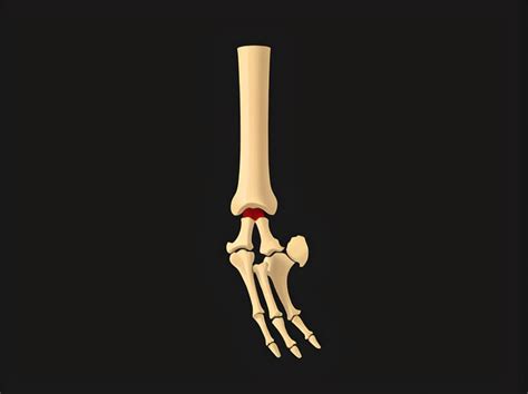 Tarsal Bone That Articulates With The Tibia