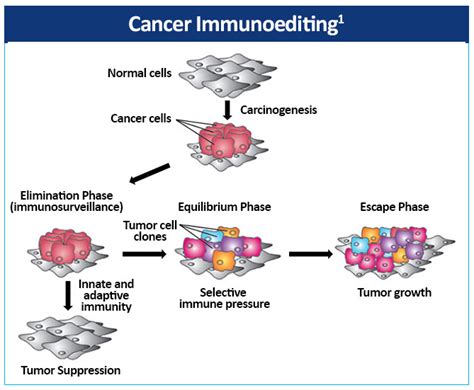 Nsclc Pathophysiology Nsclc