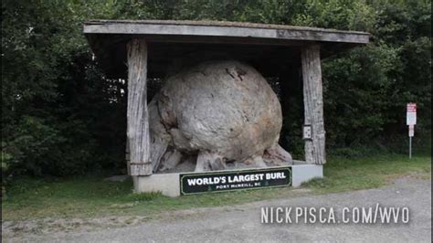 Worlds Largest Burl In Port Mcneill Wvo