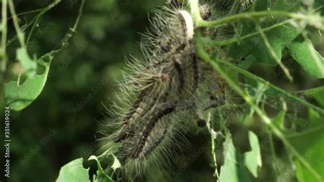 Toxic Caterpillar Infestation Plagues Oak Trees Ecological Problem