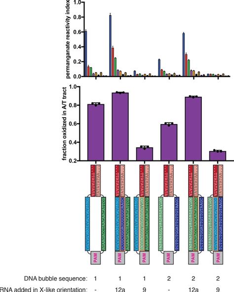figures and data in crispr cas12a exploits r loop asymmetry to form double strand breaks elife
