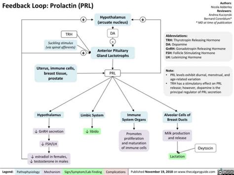 Molecular And Cellular Action Of Prolactin Pptx Endocrine And Metabolic Diseases Diseases