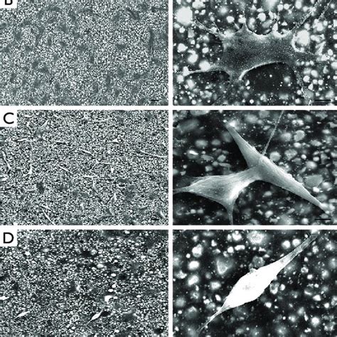 The Influence On Cell Adhesion For AH NMH SEM Images Of Cell Download Scientific Diagram