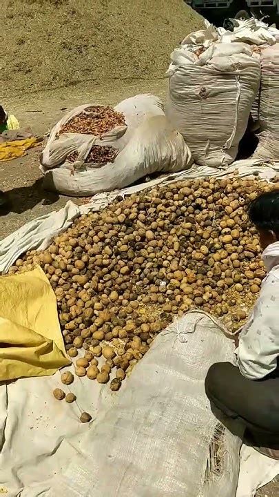 नीमच औषधि मंडी भाव 🔥 । Youtube