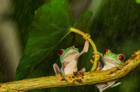 E N G S Company For Training Two Frogs Short Story Analyzation