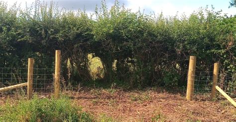 Triangular Fence Wednesday Conservation Volunteers
