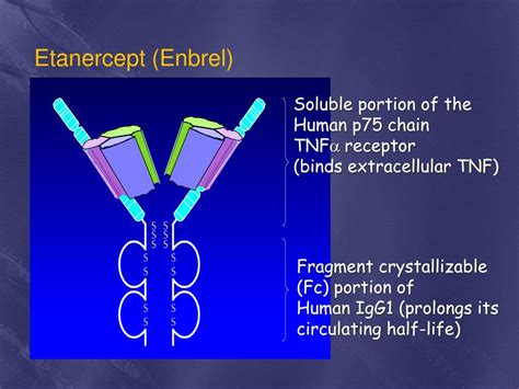 Ppt Cytokines And Biologic Treatment In Arthritis Powerpoint