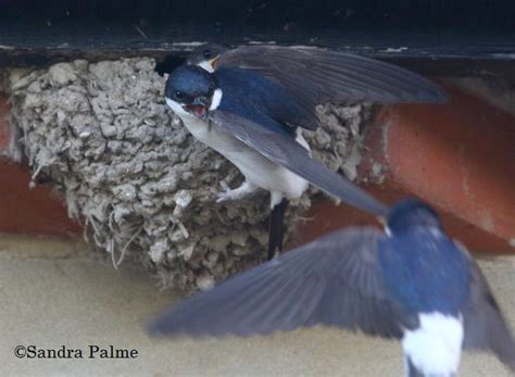 House Martin Bird Photos By Sandra Palme