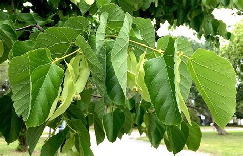 Linden American — Colorado Tree Coalition