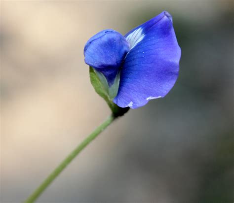 Parochetus Communis Eflora Of India