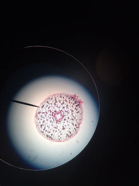 Diagram Of Dicot Root Diagram Quizlet Diagram Of Dicot Root Diagram Quizlet