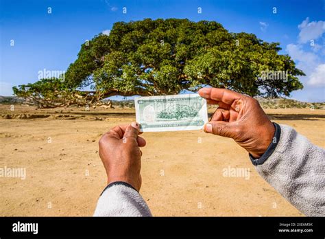 Banknote And The Five Nakfa Tree Giant Sycamore Tree Near Segeneyti
